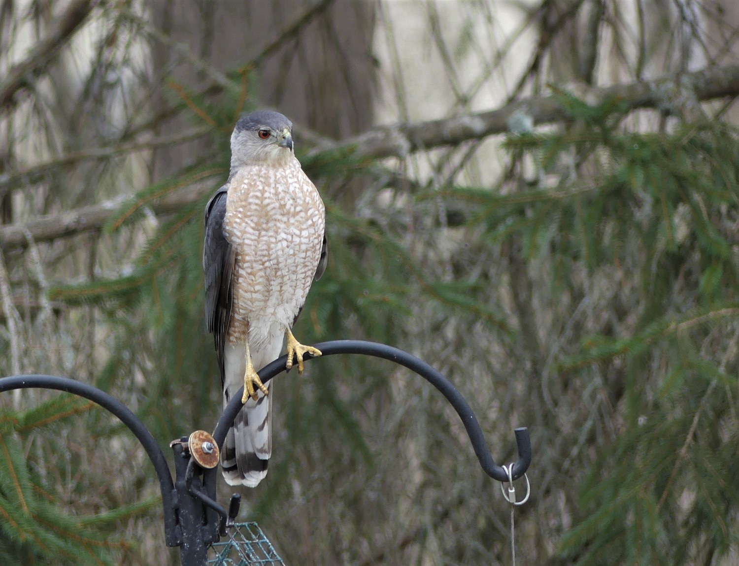 hawks – Discovering Nature