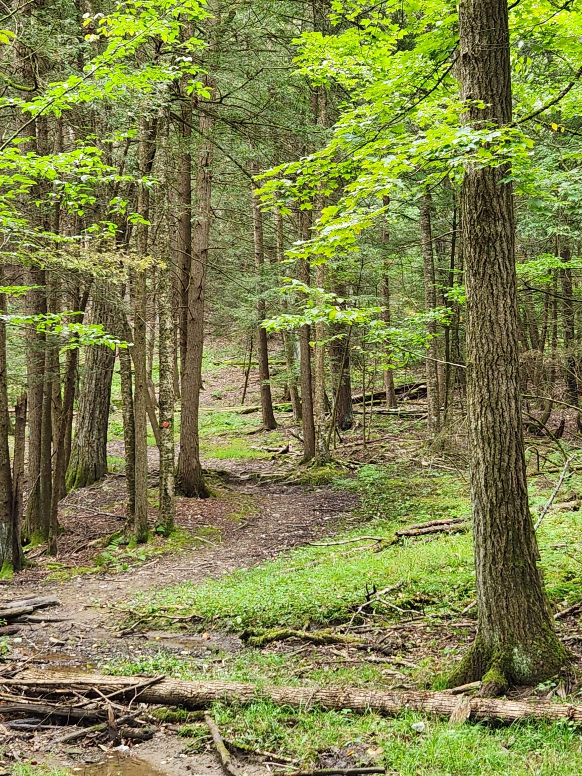Discovering Nature – The more you look, the more you see.